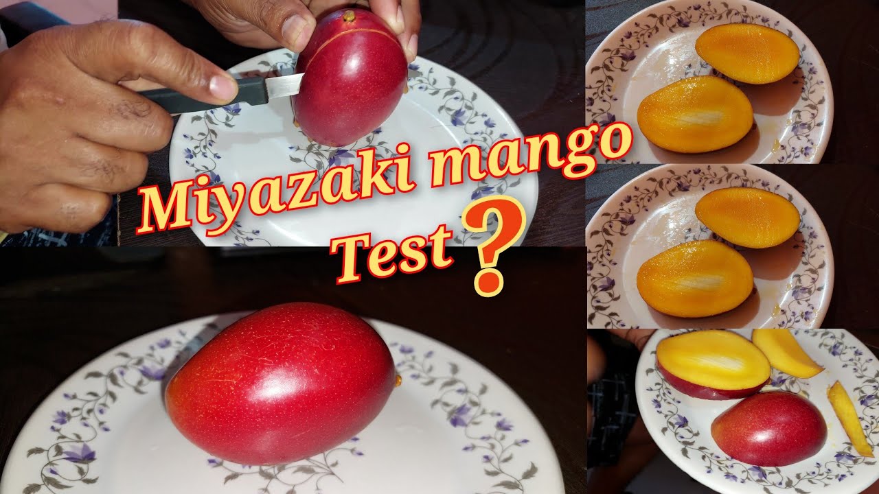 Miyazaki mango worlds most expensive mango in shuktara nursery - YouTube