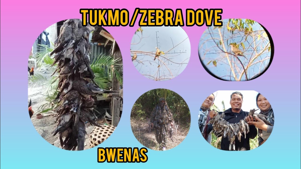 Pest control//Jackpot sa dating spot tukmo zebra dove - YouTube