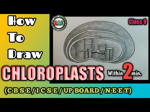 How to draw chloroplast step by step/chloroplast drawing/chloroplast ...