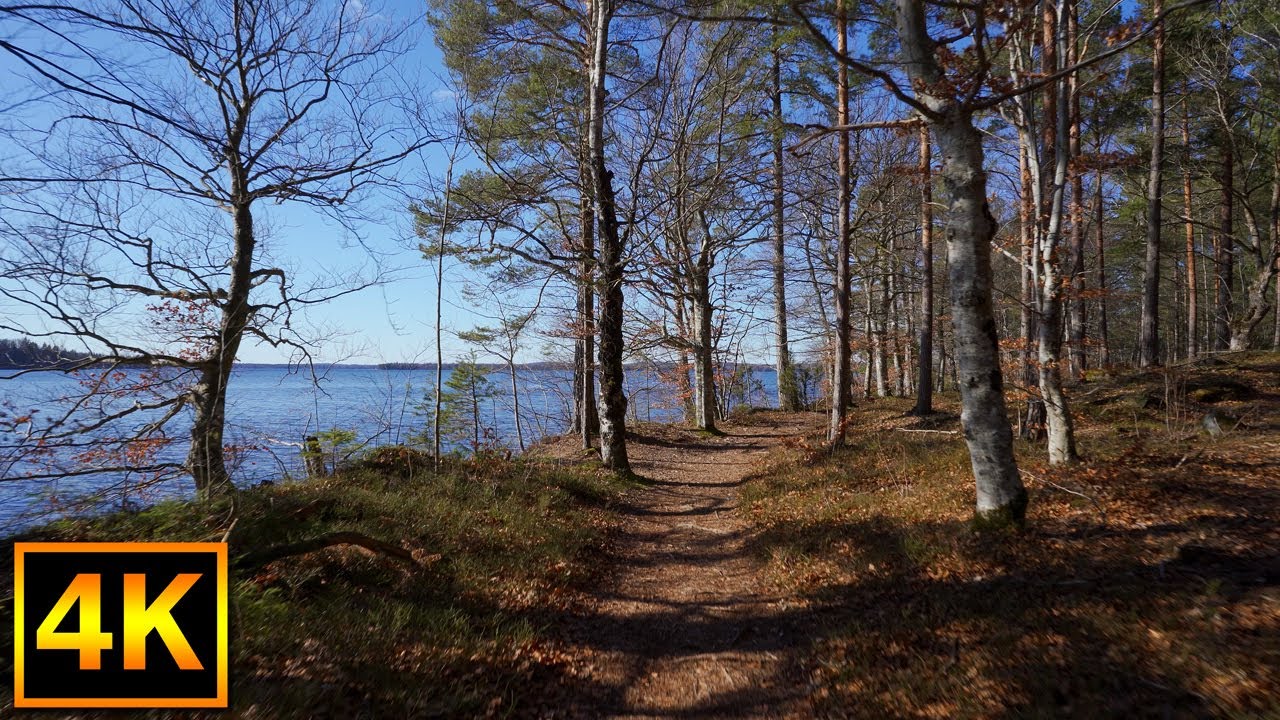 4K Spring forest trail walking - Experience Swedish nature! - YouTube