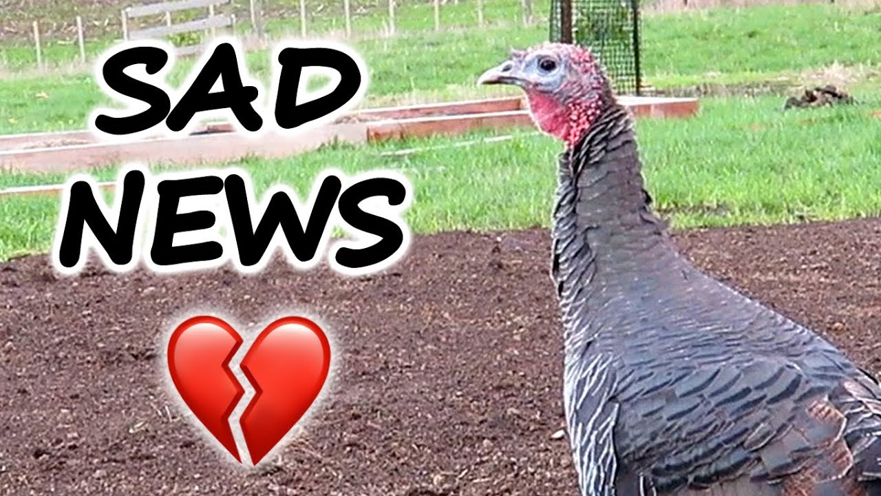 The Story Of Our Rescue Turkey, Sylvia - YouTube