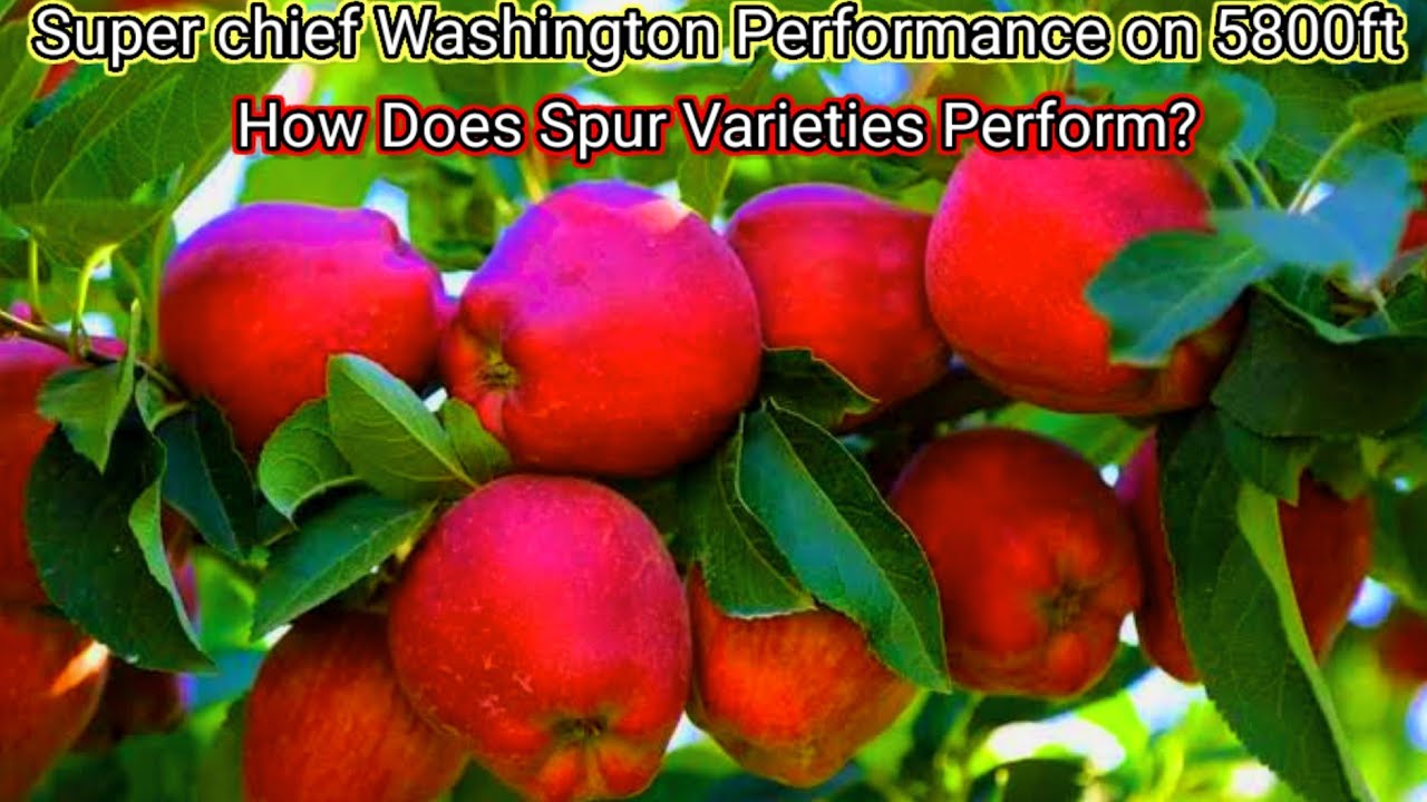Washington Apple Super Chief Variety || Magray Orchards - YouTube