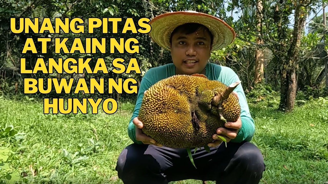 Unang Hinog na Langka sa Buwan ng Hunyo at Paglalagay ng Pataba sa ...