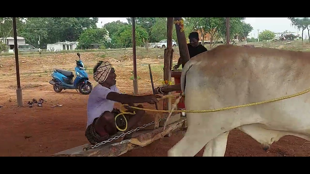 anantapur eddu ganuga oils 9505814331 - YouTube