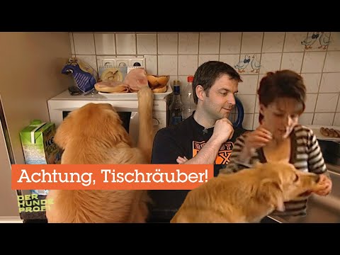 „Hilfe, mein Hund klaut ständig Essen!“ 🐶| Der Hundeprofi | VOX-Klassiker