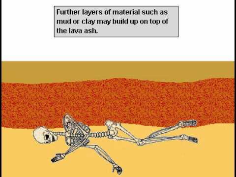 Formation of Fossils (Education Video) - YouTube