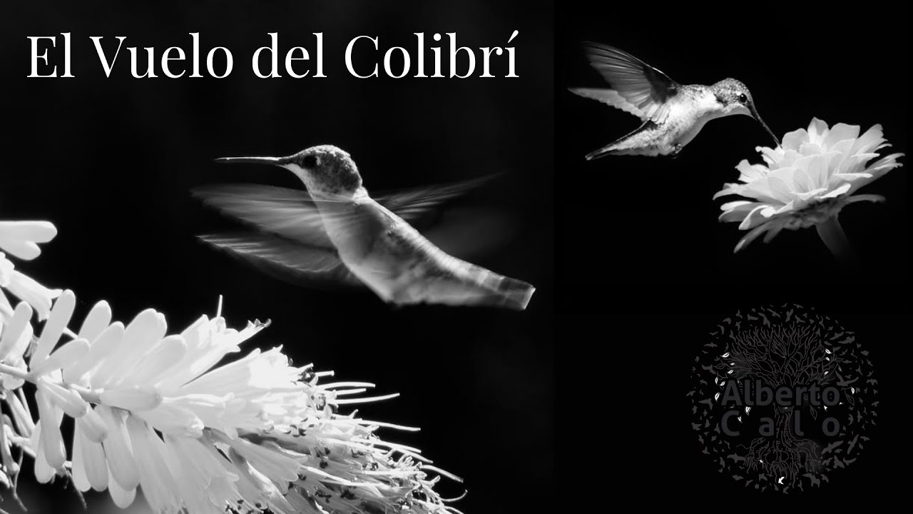 El Vuelo del Colibrí - YouTube