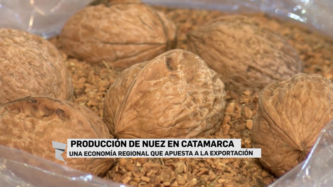Producción de nuez en Catamarca, una economía regional que apuesta a la ...