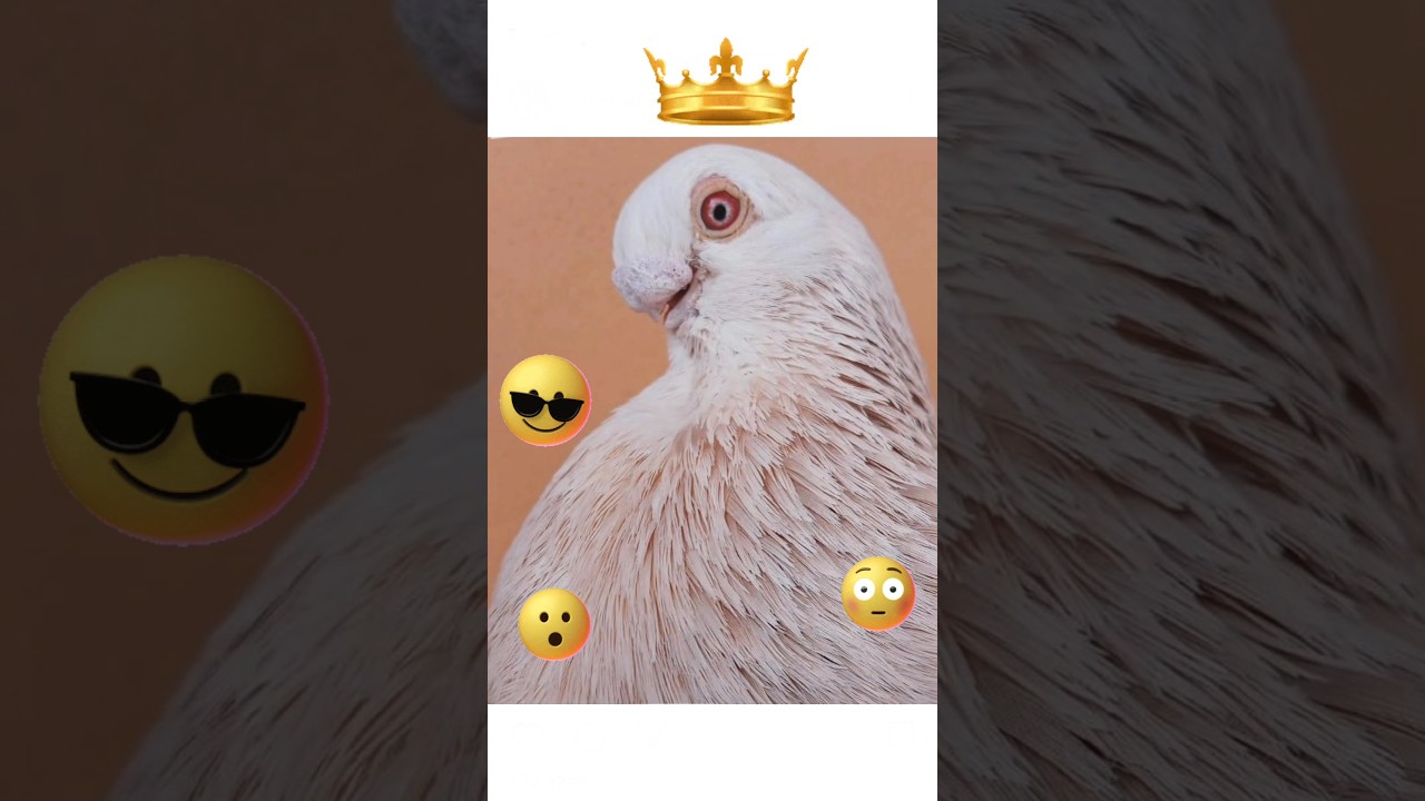 KABOOTAR LOGO #shorts #pigeon - YouTube