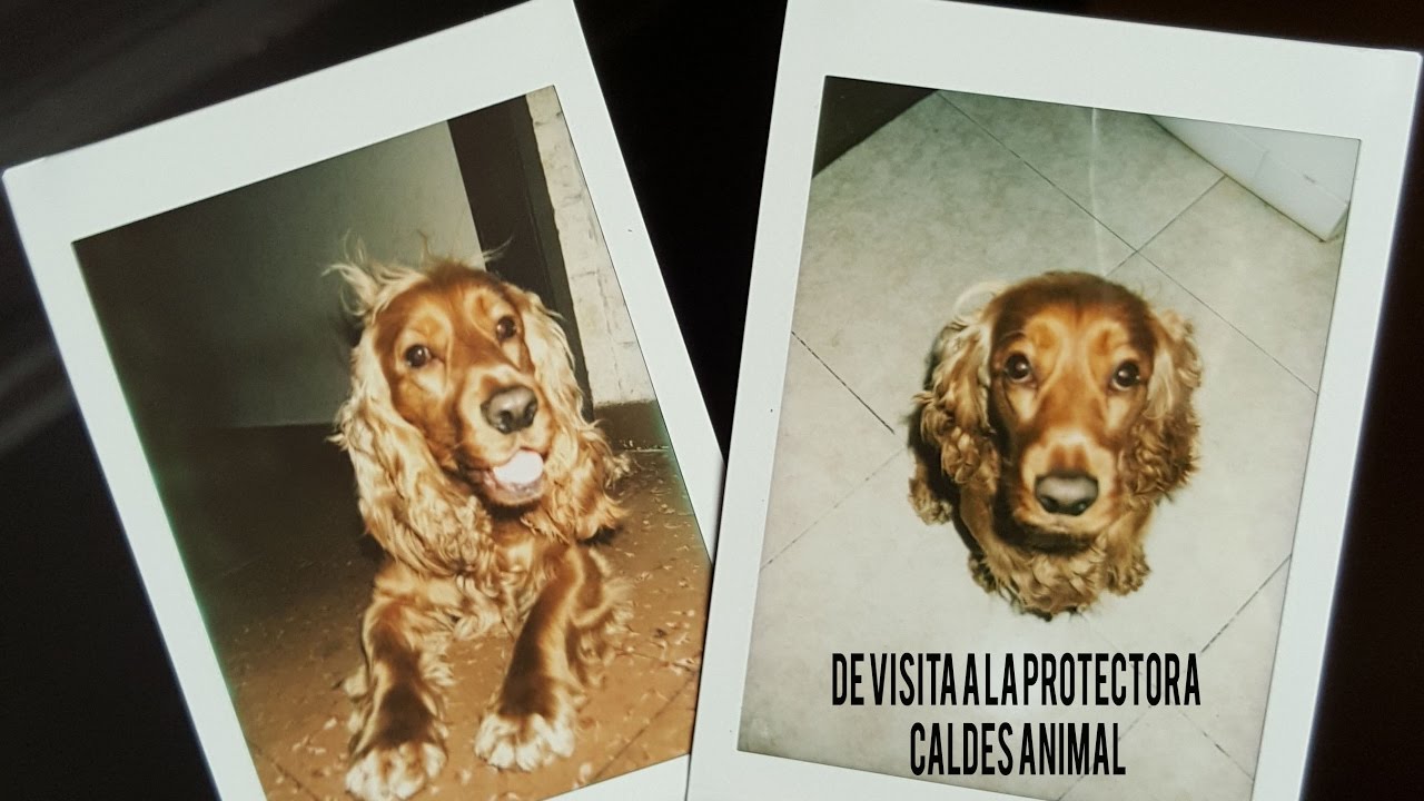 DE VISITA A LA PROTECTORA CALDES ANIMAL - YouTube