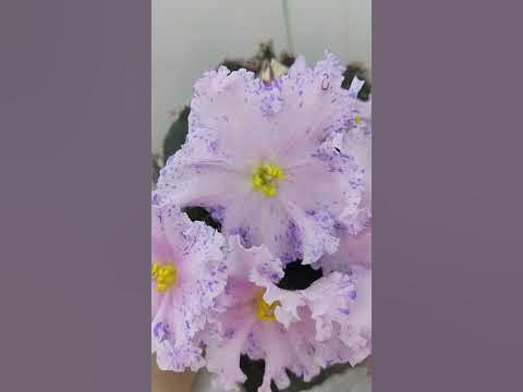 Фиалка НД-Хоровод - YouTube