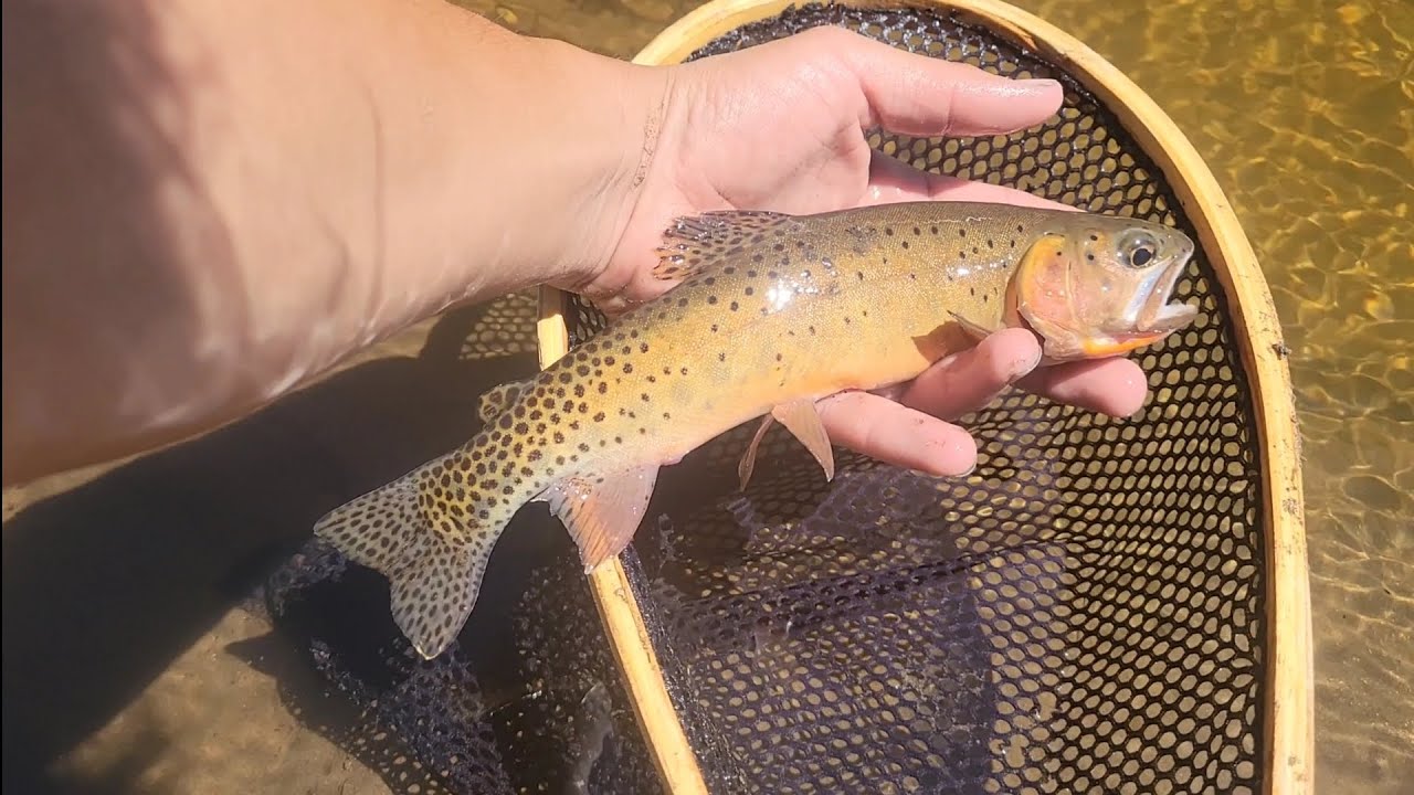 This Small Stream Has Tons Of Cutthroat trout in it!! ( Sand Dunes Natl ...