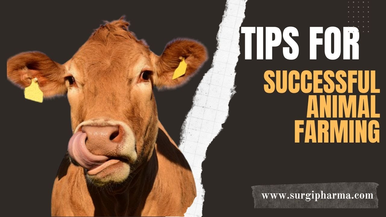 Tips for a Successful Animal Farming| Essential Strategies for Thriving ...