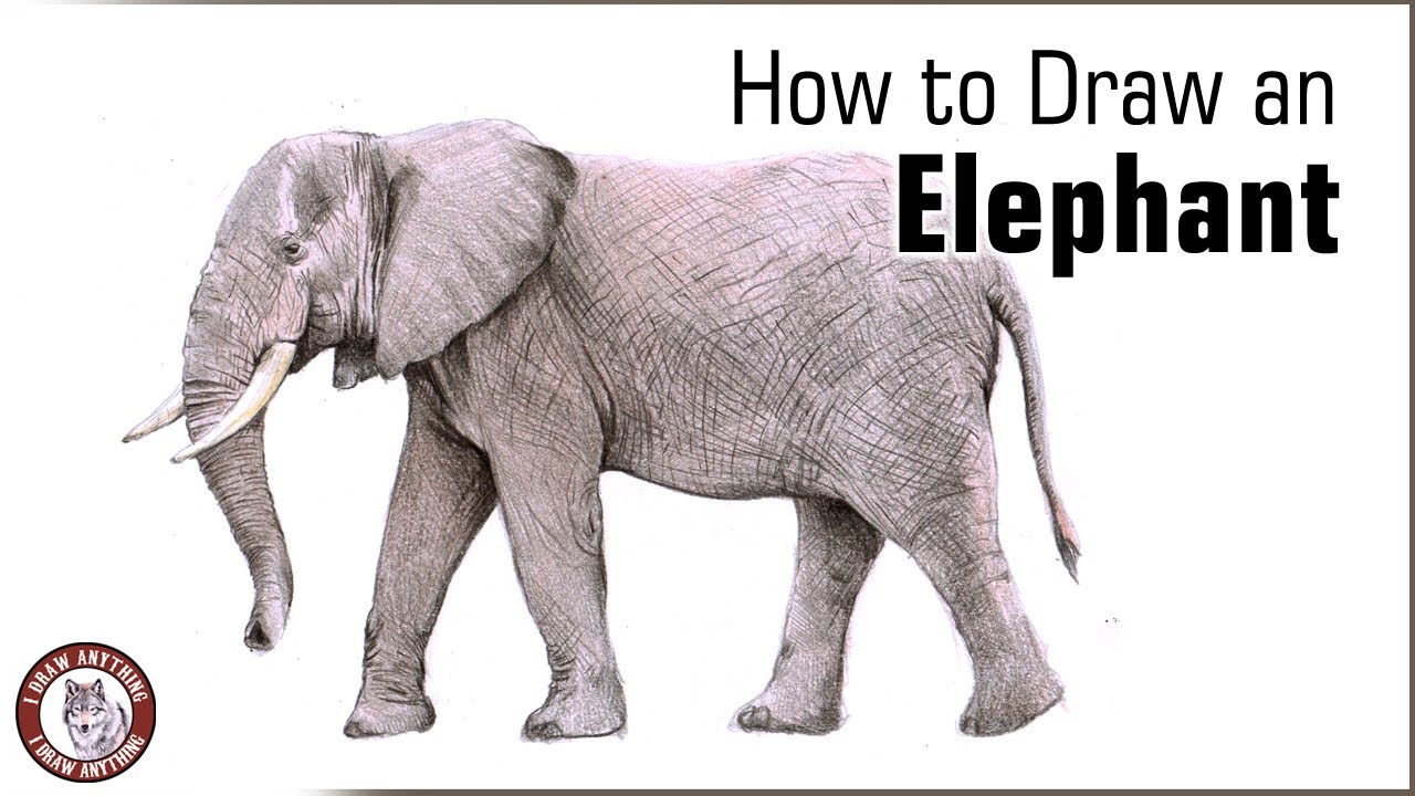 How to Draw an Elephant - Colored Pencil Drawing - YouTube
