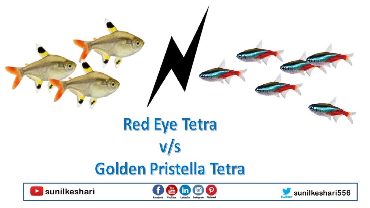 red eye tetra vs golden pristella tetra - YouTube