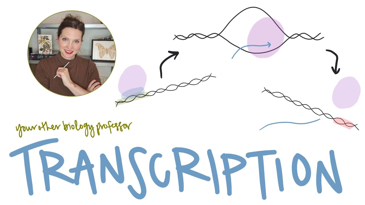 Transcription Simplified - from DNA to RNA! - YouTube