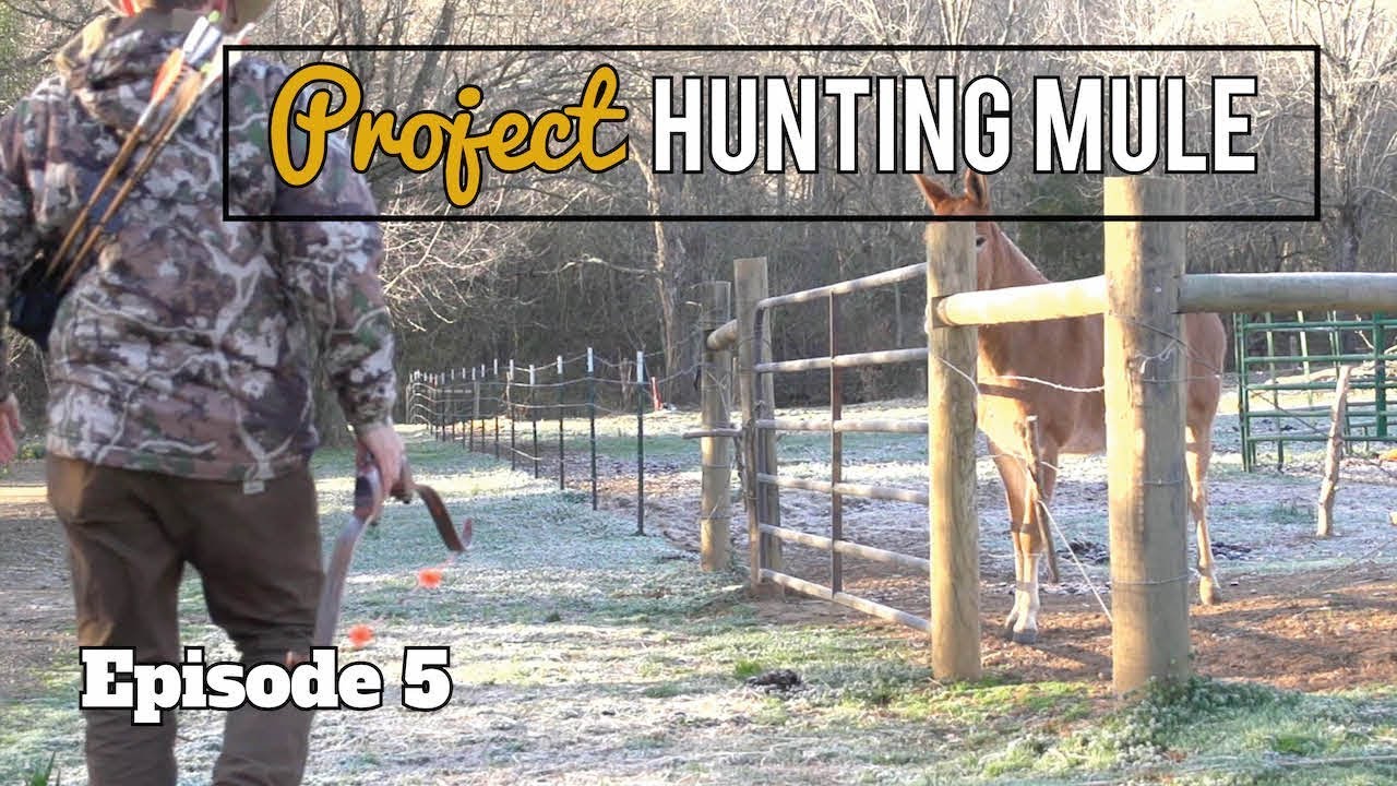 Shoot a bow off a mule's back? - YouTube