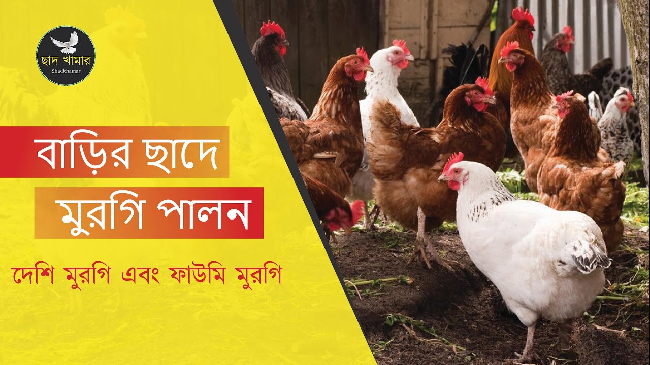 ছাদে মুরগি পালন পদ্ধতি | Shade murgi palon poddoti - YouTube
