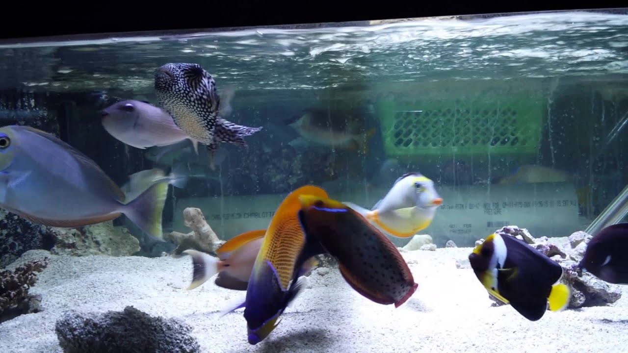 Assasi Trigger $279 - Red Sea - YouTube