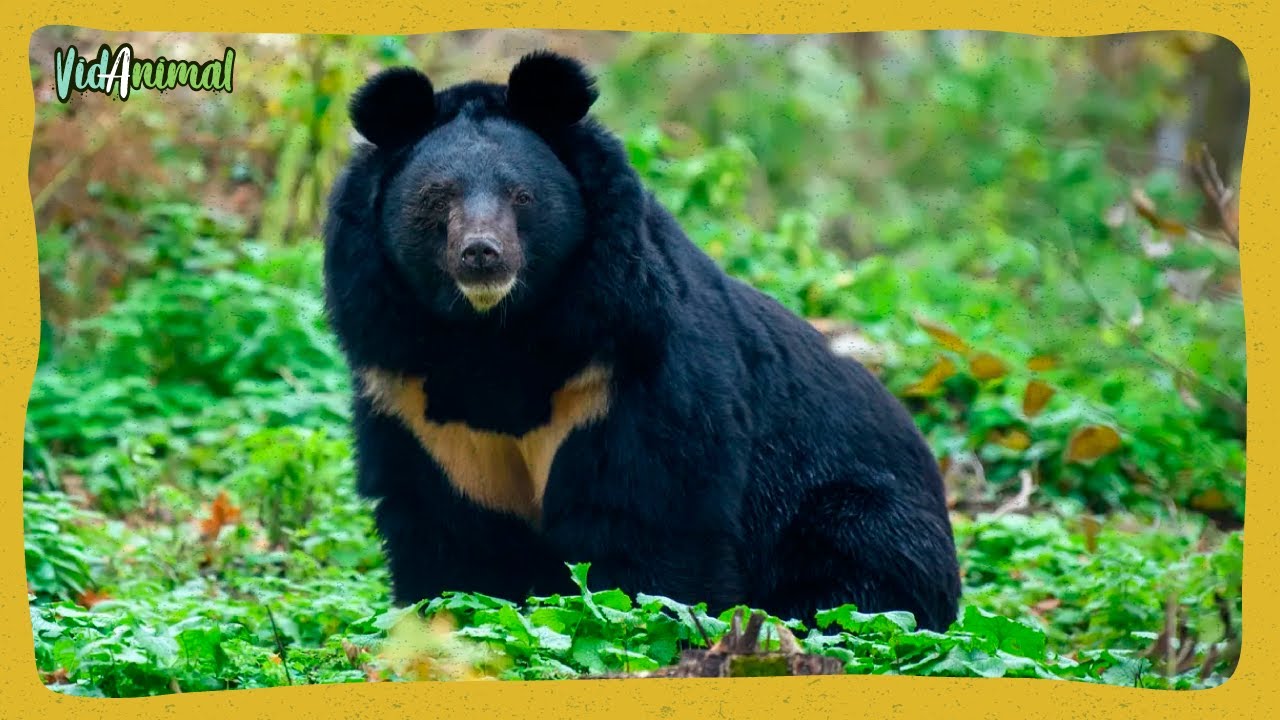 TODO SOBRE EL OSO NEGRO ASIÁTICO - YouTube