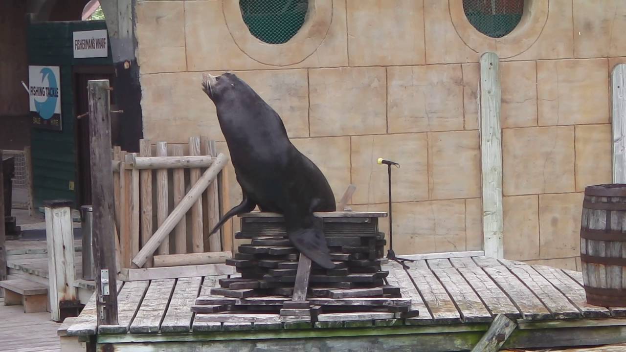 Sealion Clapping - YouTube