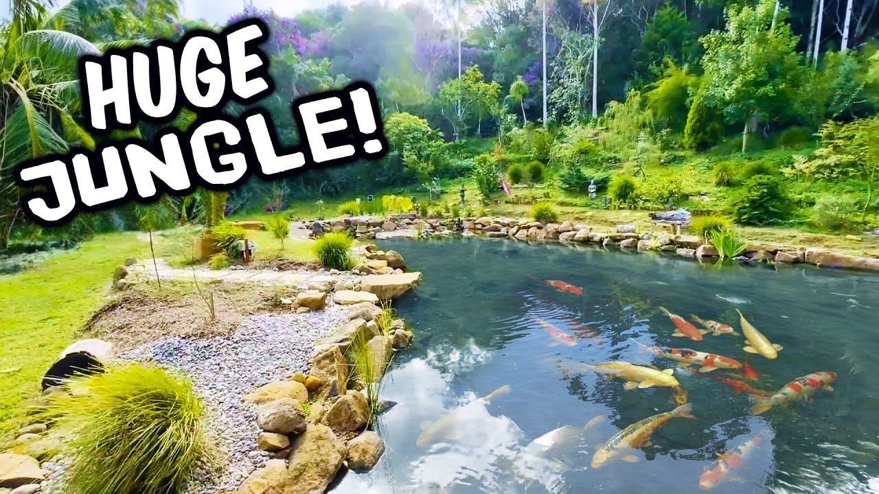 Beautiful BACKYARD JUNGLE Pond - YouTube