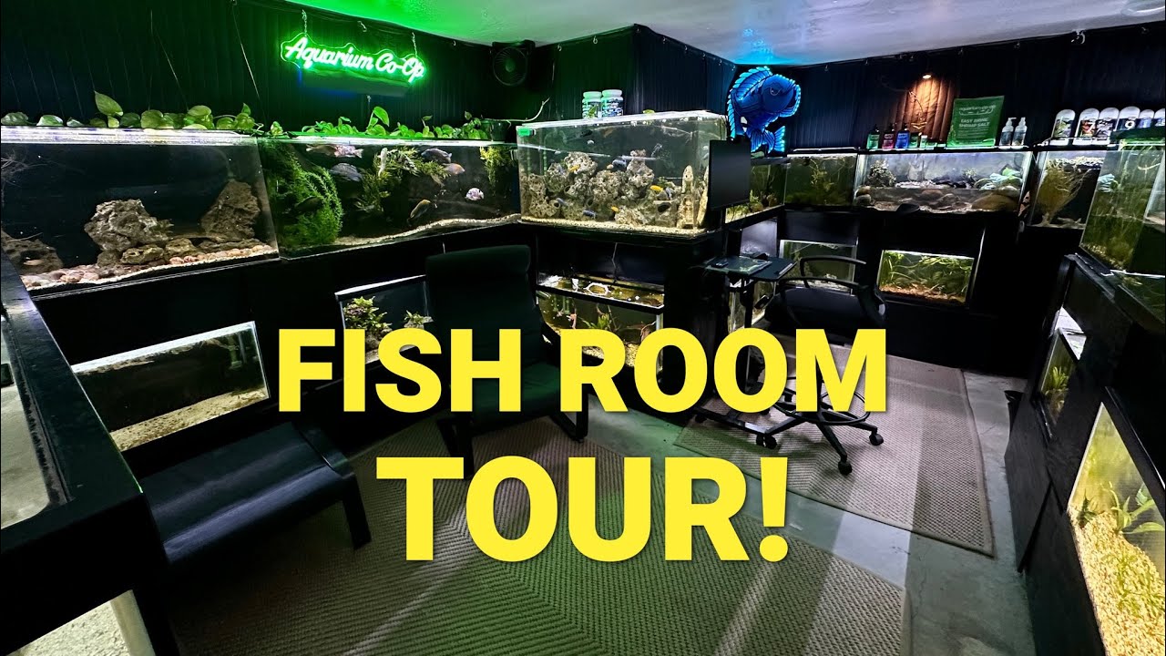 My Full Fish Room Tour - YouTube