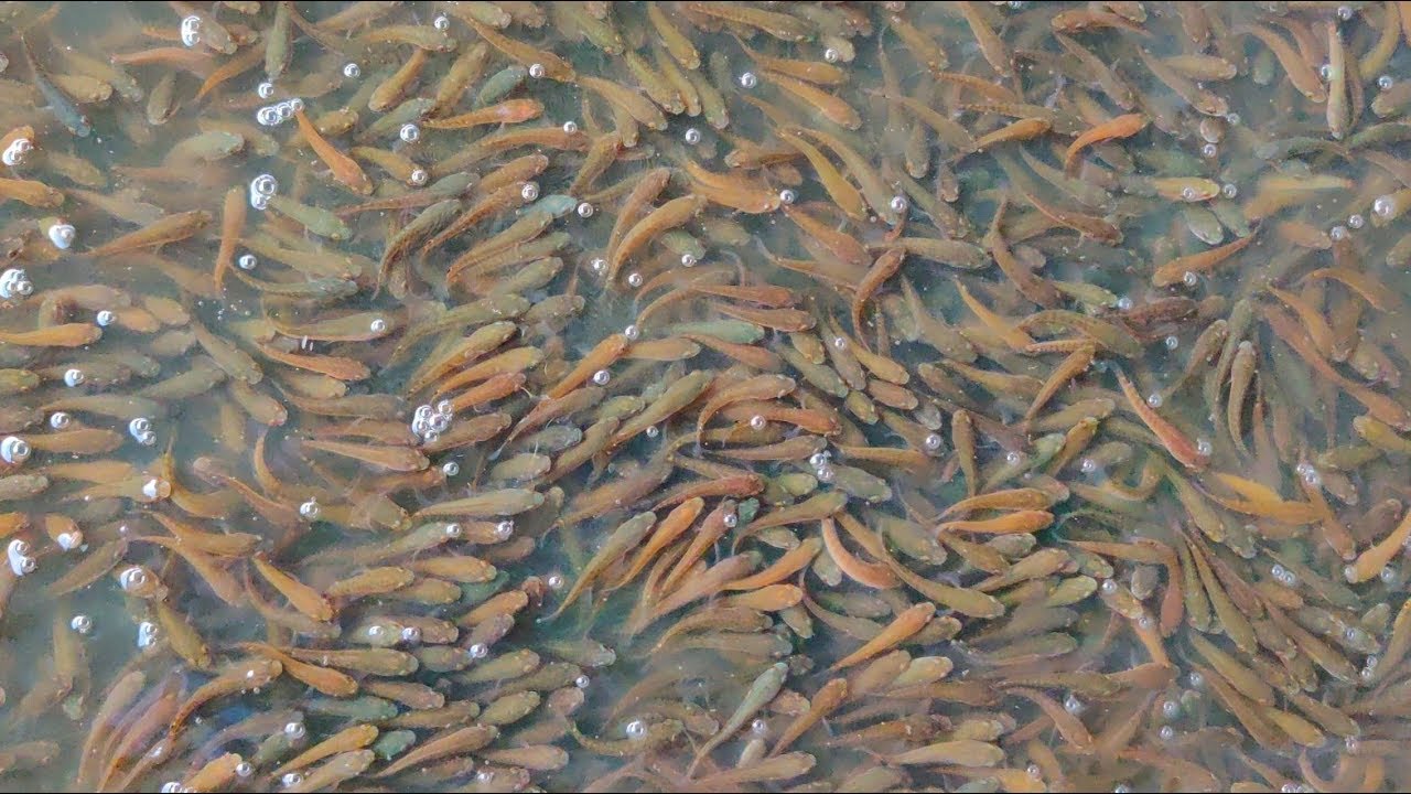 চৌবাচ্চায় শোল মাছ চাষ | Snakehead Murrel Fish Farming in Tank - YouTube