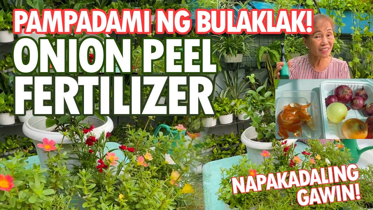 BALAT NG SIBUYAS, PAMPADAMI NG BULAKLAK! ONION PEEL FERTILIZER TUTORIAL ...