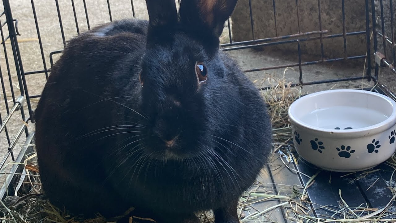 El rescate de un conejo 2 parte - YouTube