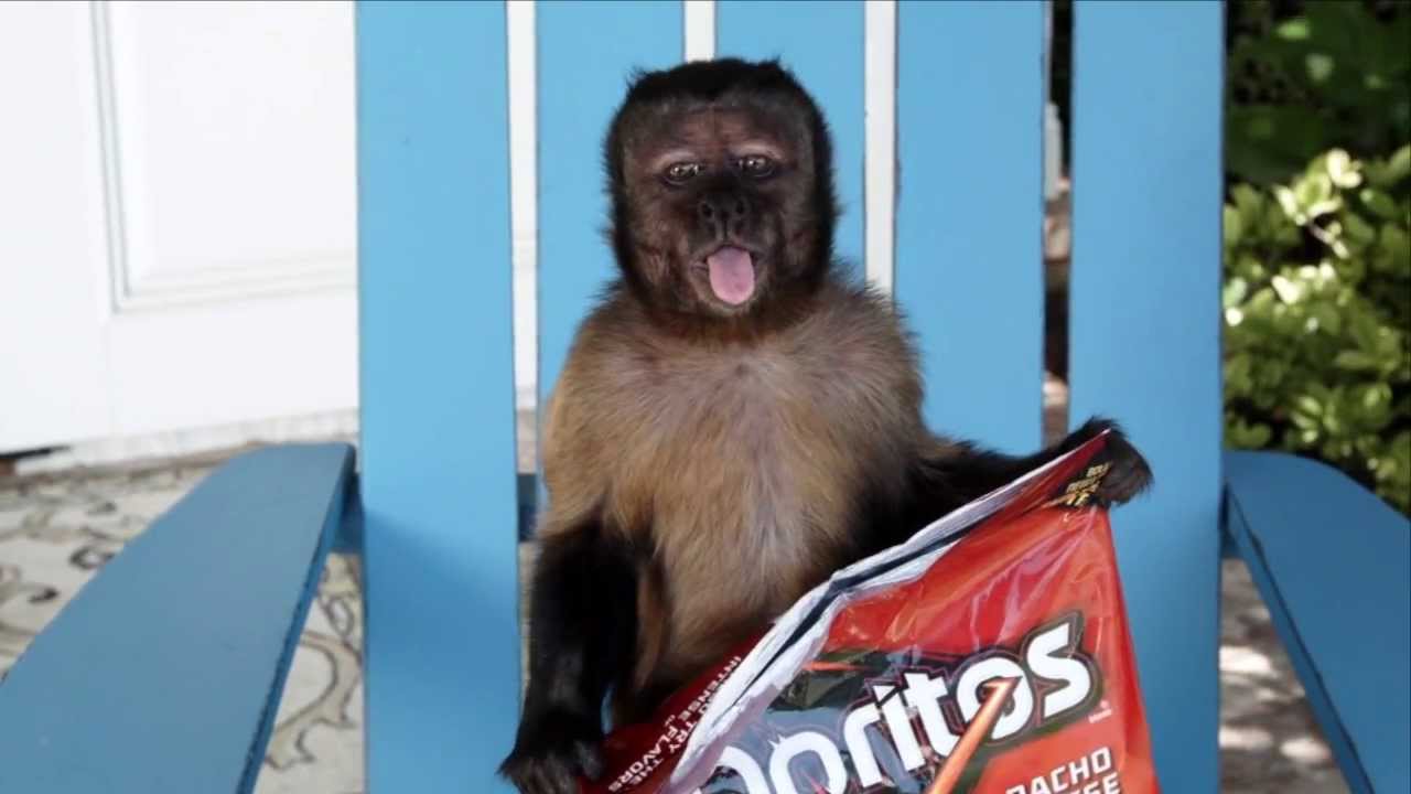 Hangover 2 Monkey as Doritos Steve - Outtakes - YouTube