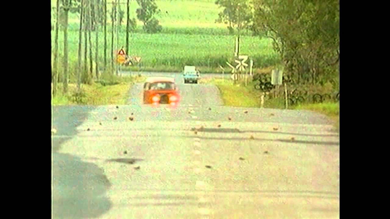 CANE TOADS DOCUMENTARY CLIP - YouTube