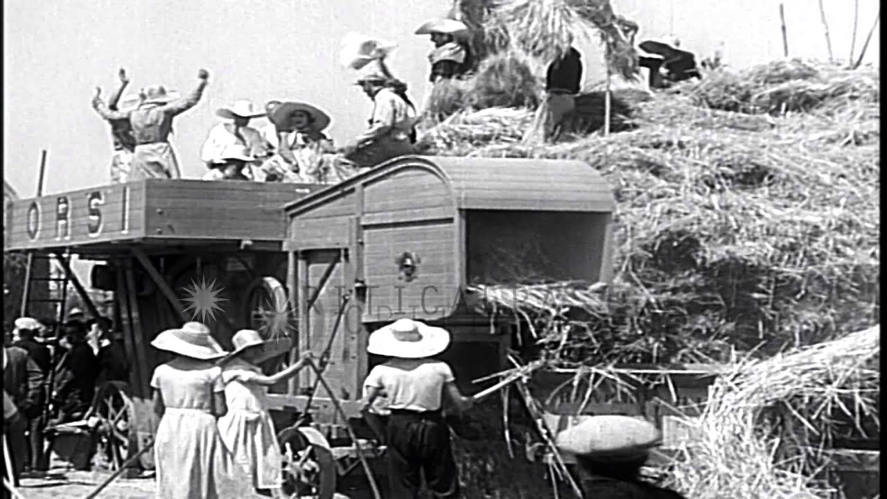 Farm workers thresh wheat crop on a thresher machine at a farm in ...