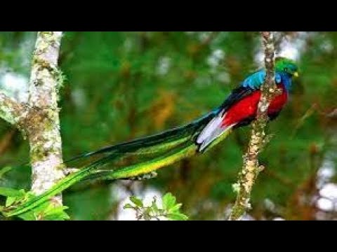 Las 3 aves más coloridas y representativas de México - YouTube