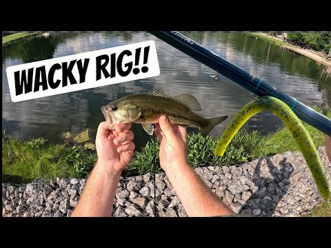 Bass Fishing With WACKY RIG (Pond Fishing) - YouTube