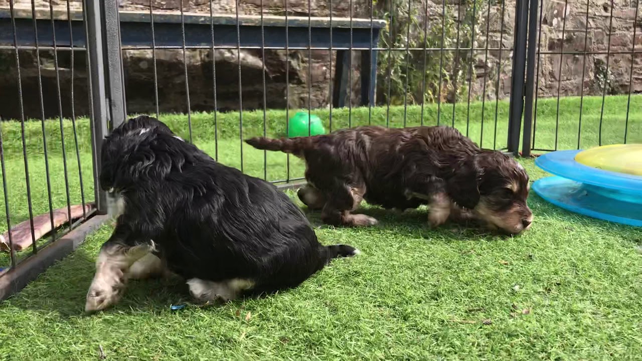 Sable COCKAPOO puppies - YouTube