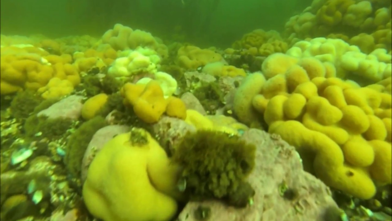 Diving beneath Creagan Bridge, Loch Creran - YouTube