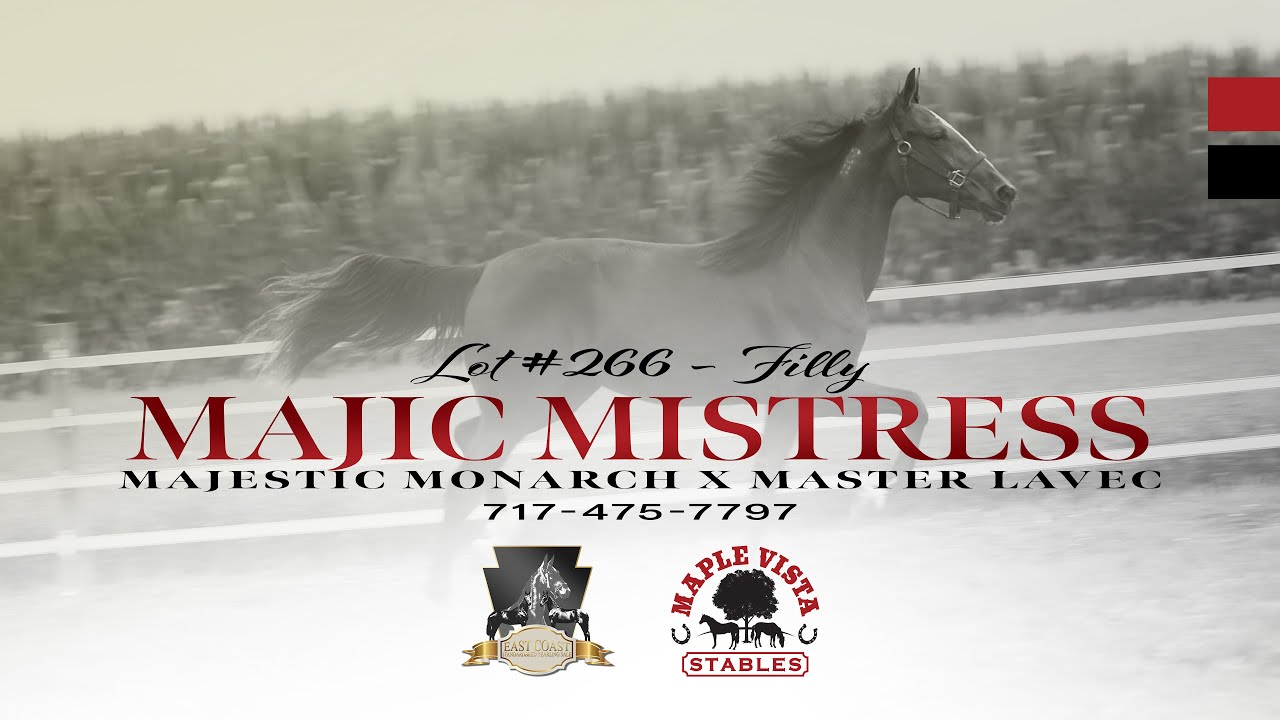 Lot# 266 @ECSYS ** Majic Mistress ** filly (Majestic Monarch- Master ...