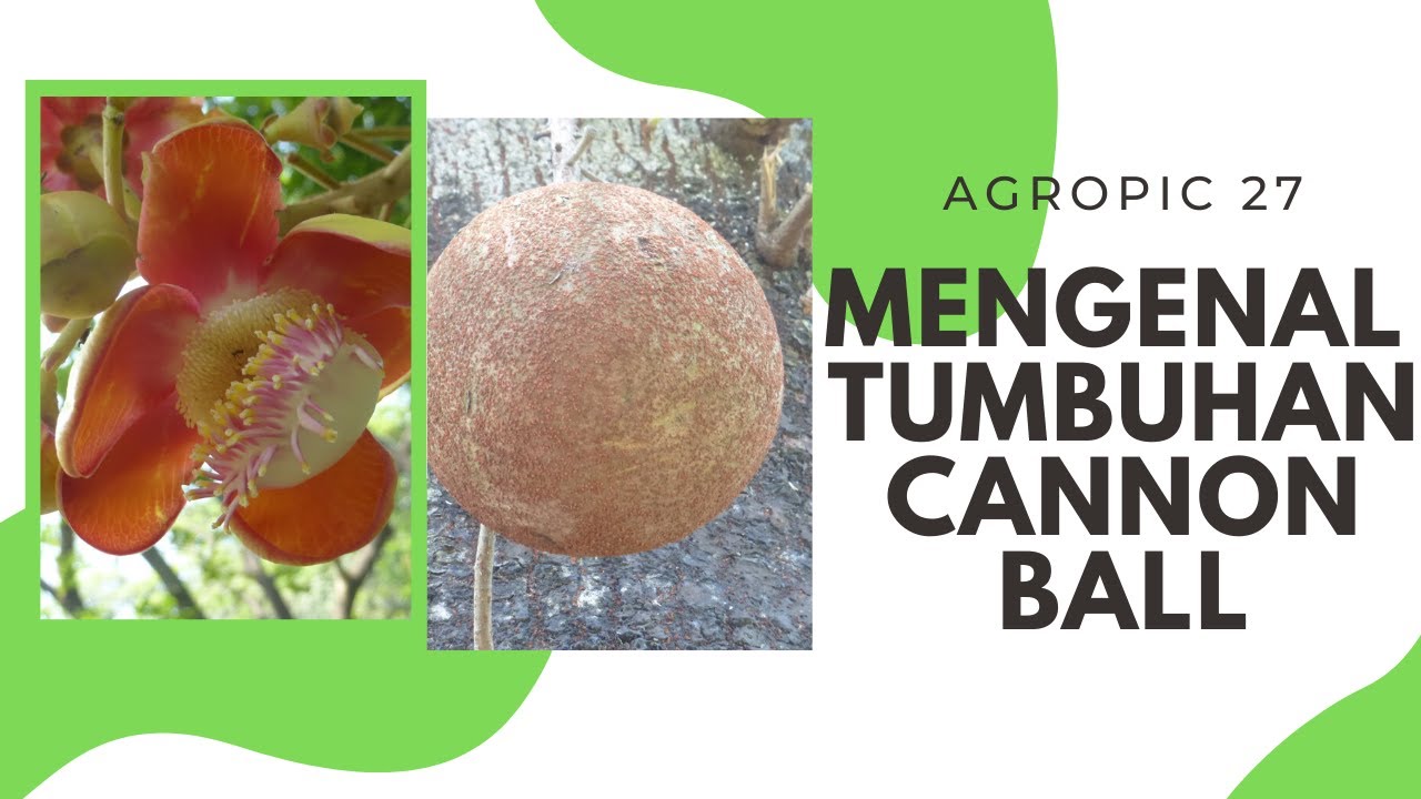 MENGENAL TUMBUHAN BUAH CANNONBALL I BOLA MERIAM - YouTube