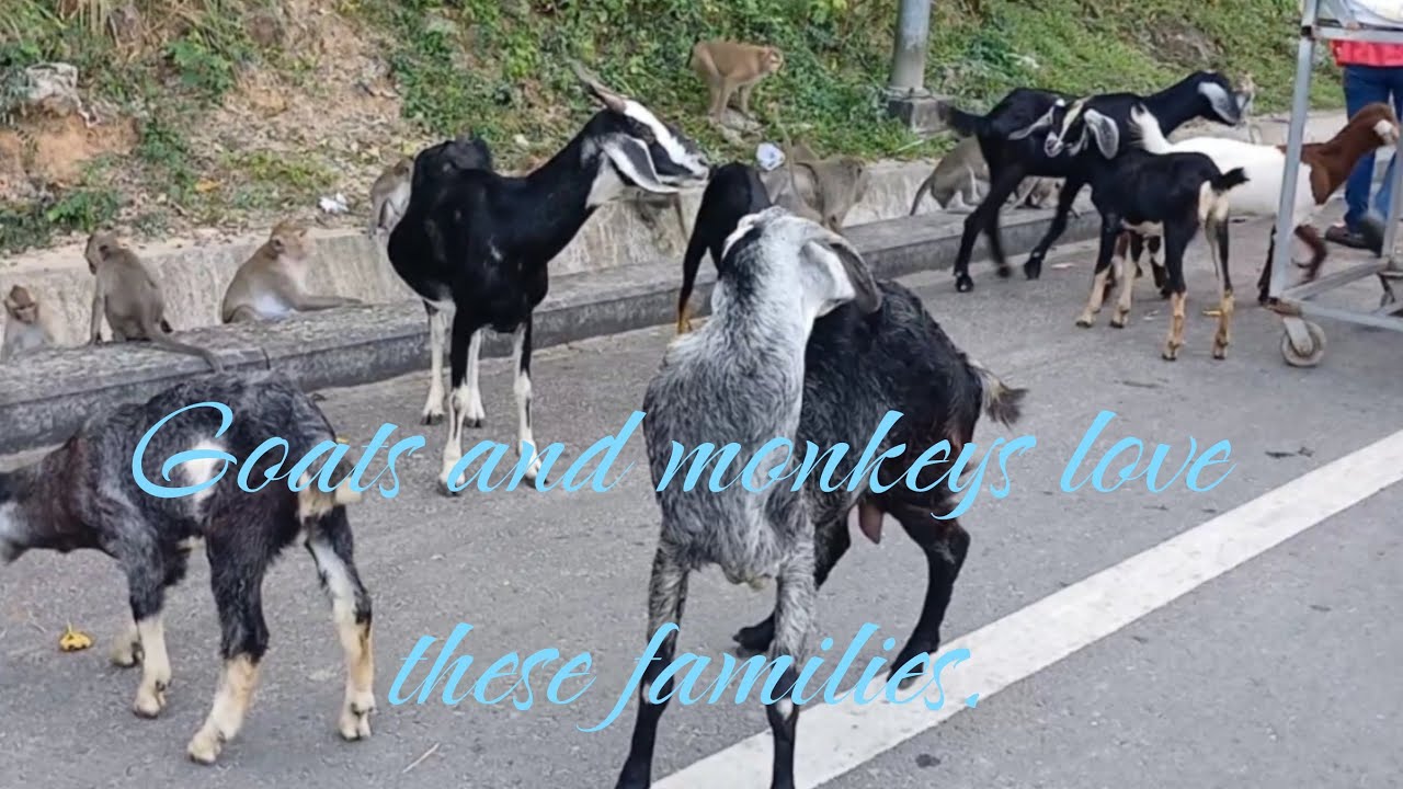 Goats and wild monkeys, these families love each other and in groups ...
