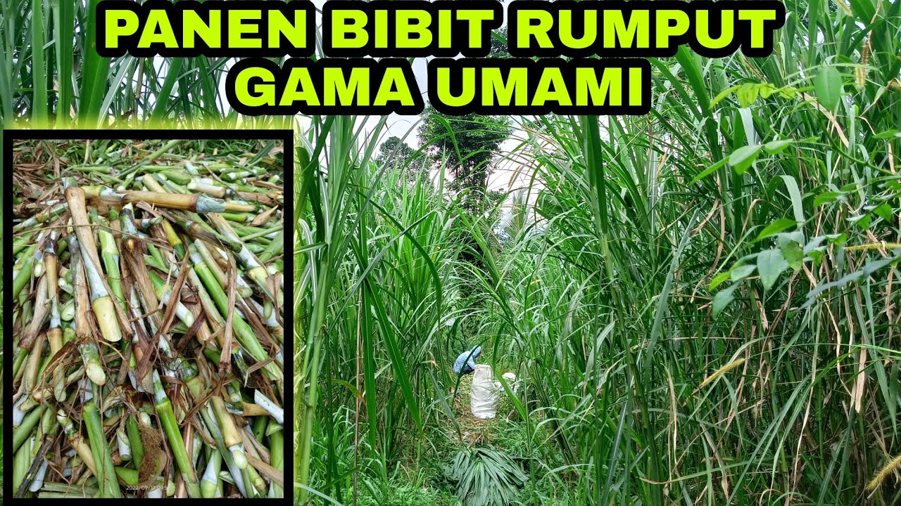 Tanam Terus, Panen Bibit Rumput Gama Umami. Ada juga Rumput BB Biogen ...