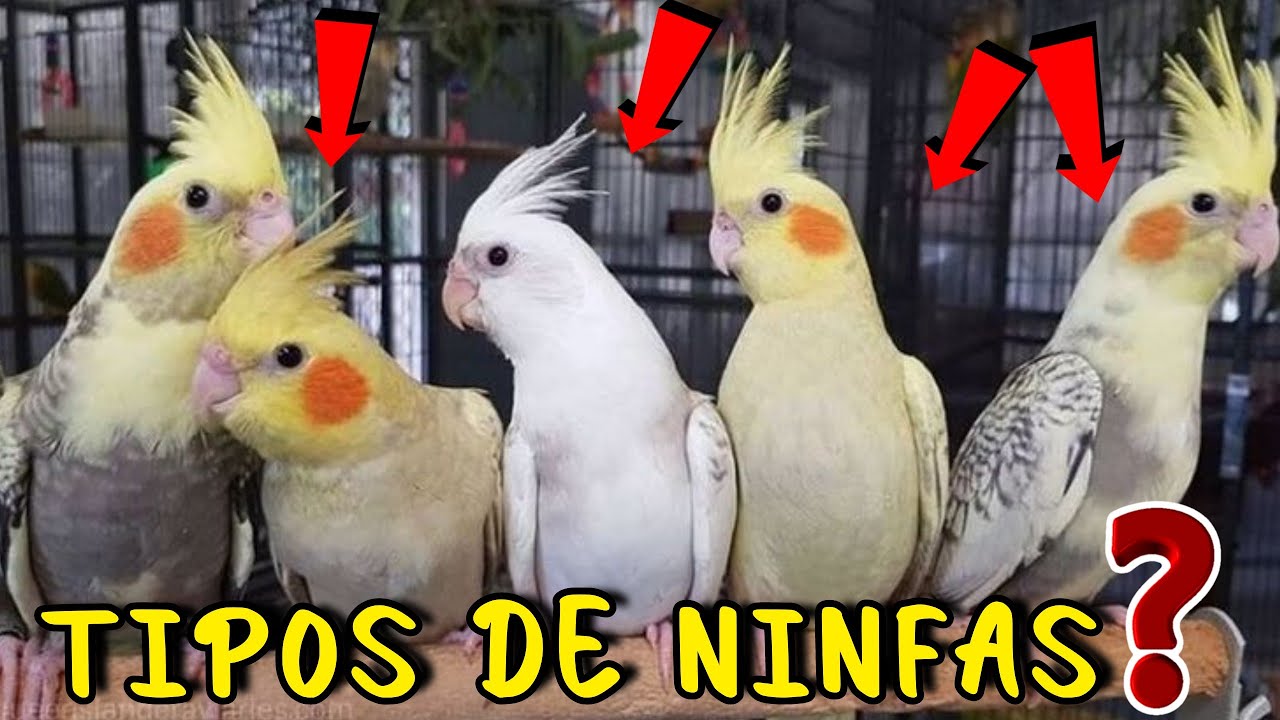 Tipos de NINFAS 👉 TODAS las Variedades y Mutaciones - YouTube