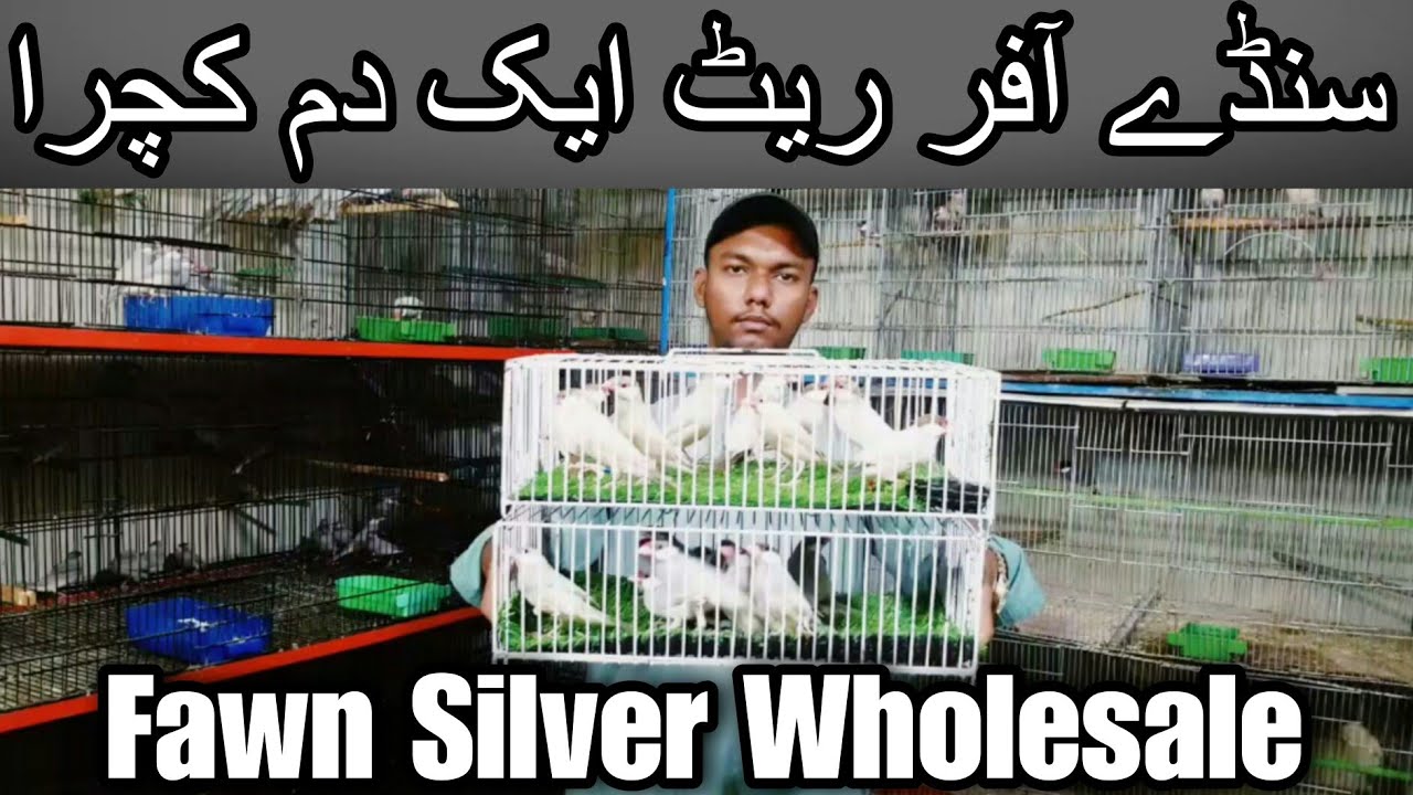 Sunday cheapest bird offer come first buy first | Albino | Crimino | Fawn java | Silver java ...