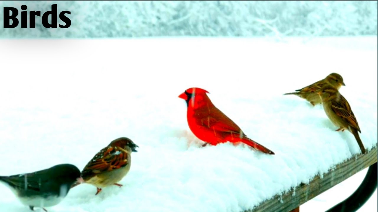 Birds of the Amazon rainforest colorful Birds Relaxing Sounds Stunning ...