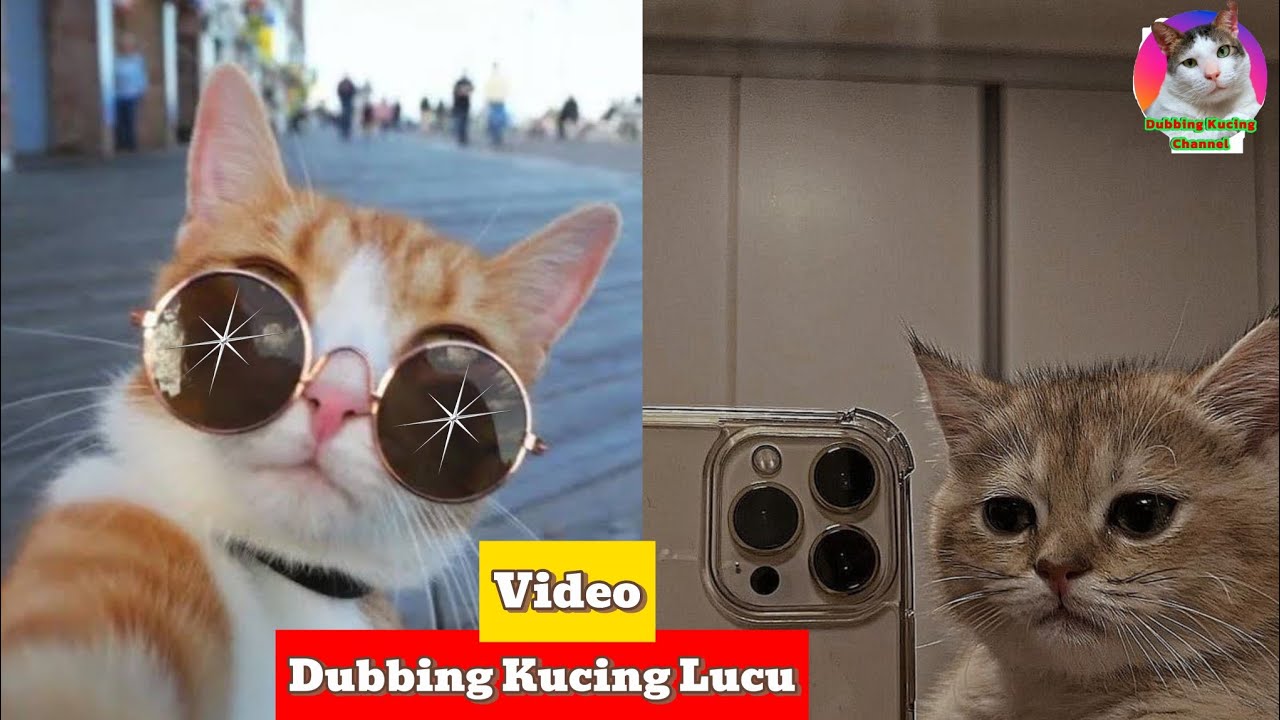 Ketika Kucing Bicara! Dubbing Kucing Lucu Bikin Ngakak - YouTube