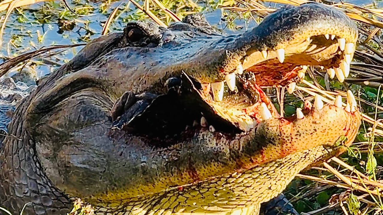 Alligators 4,000psi of Bite Force to Crack Turtle & Swallows Large ...