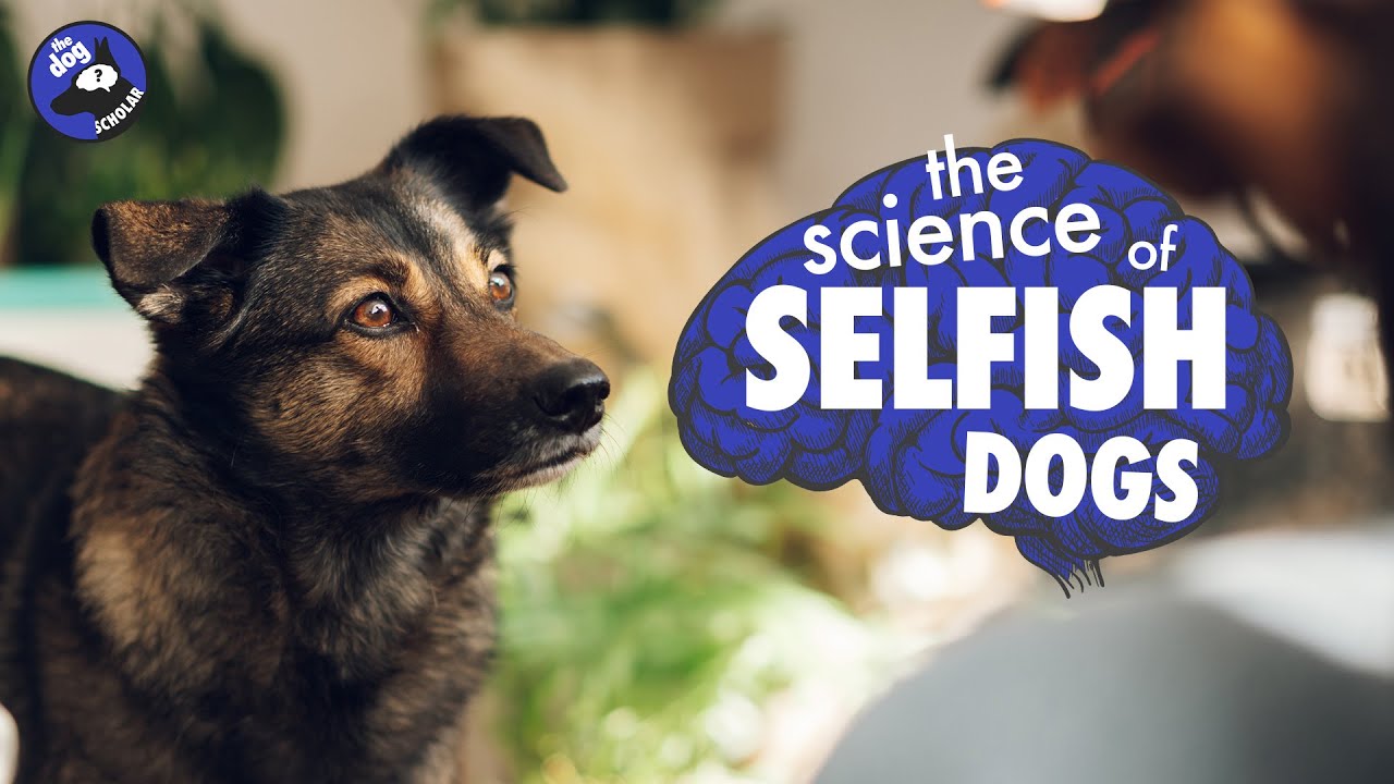 Are all dogs secretly selfish? - YouTube