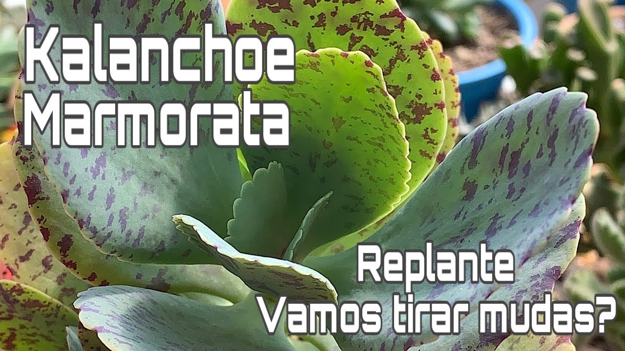 Kalanchoe Marmorata | Propagação e replante - YouTube