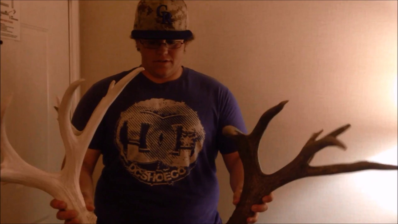 Mule Deer and Elk Shed Hunting 2015( 230 inch set) - YouTube