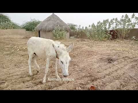 Donkey Shrek Animal funny |Donkey meeting| himar حمار | Ducky bhai ...